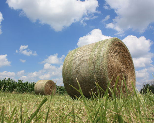 Michigan State University